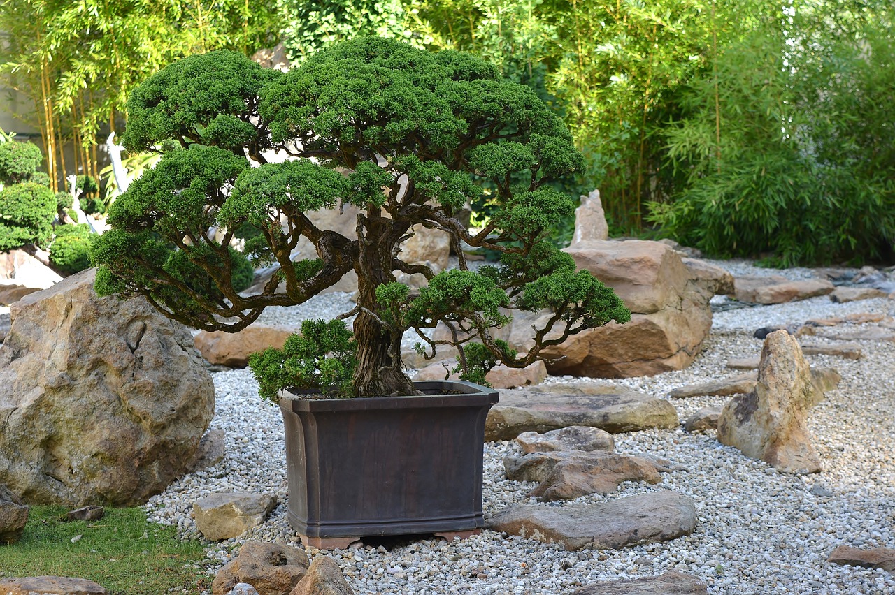Bonsai Im Garten