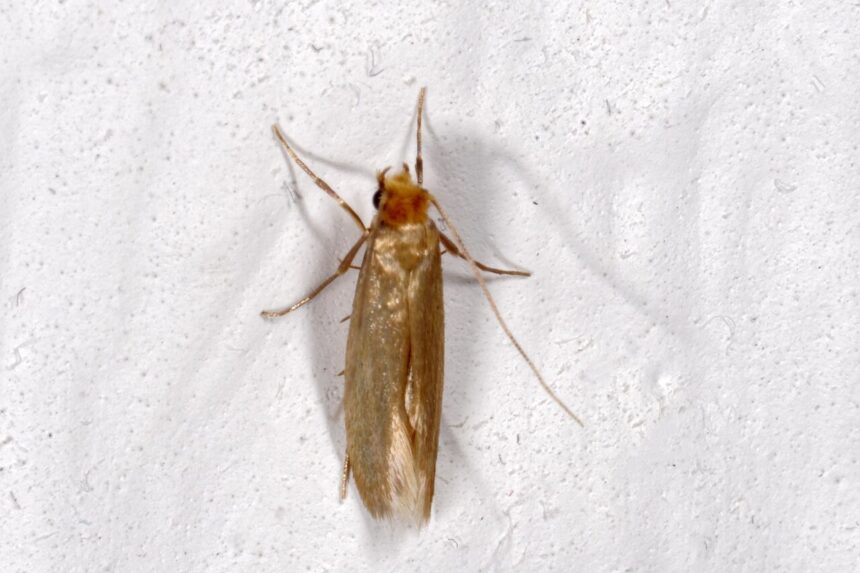 Motten in der Wohnung: Warum sie kommen und wie man sie effektiv ...