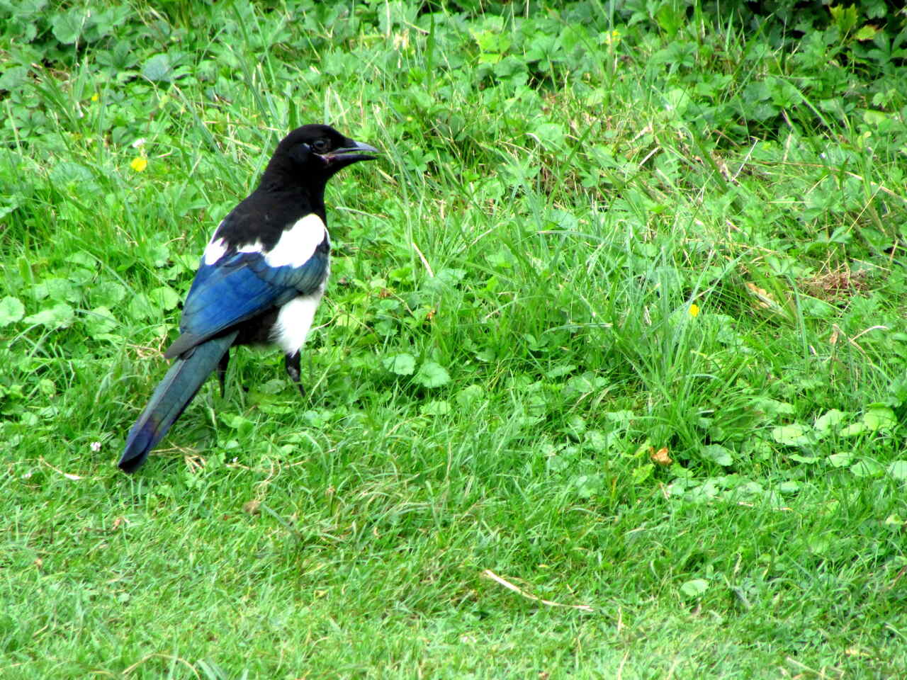 Was bedeutet eine Elster im Garten? Mythen und Fakten rund um diesen ...