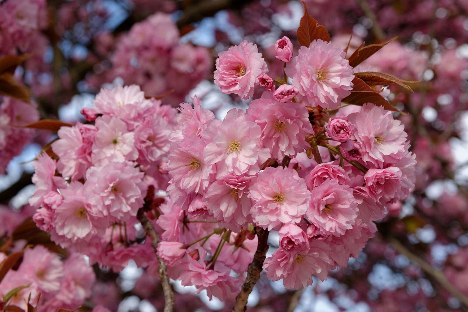 Baum Mit Pinke Blüten